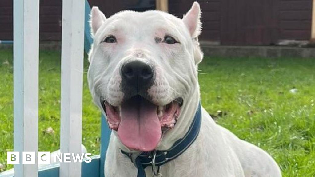 Rescued deaf dog learning sign language with RSPCA