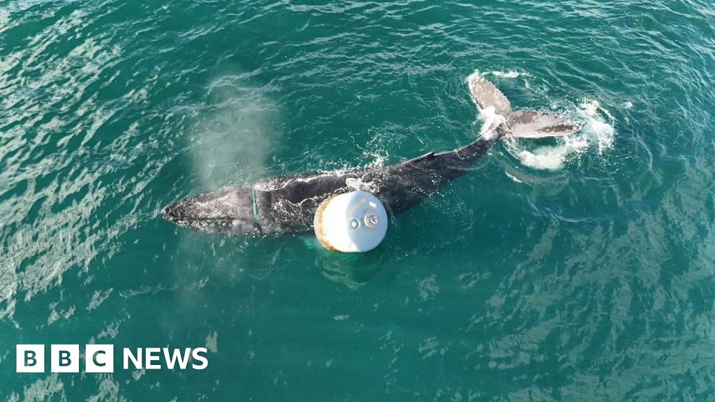 Watch rescuers cutting free whale tangled in rope off Skye