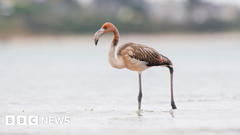 French photographer continues to monitor escaped Cornish flamingo