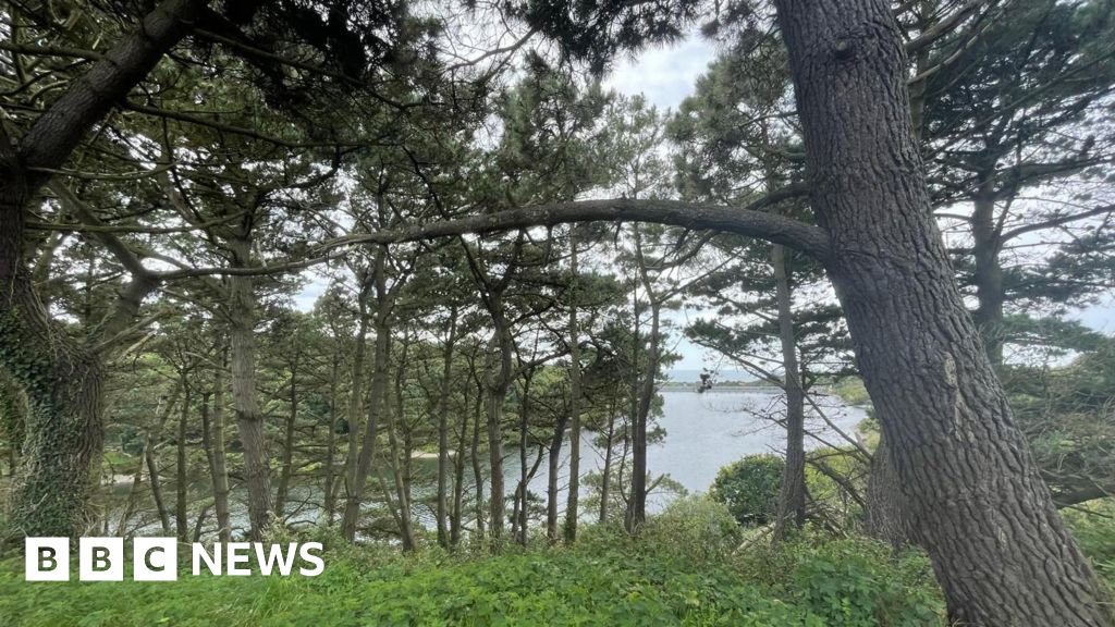 Interactive tree map to be made for Val de la Mare Arboretum