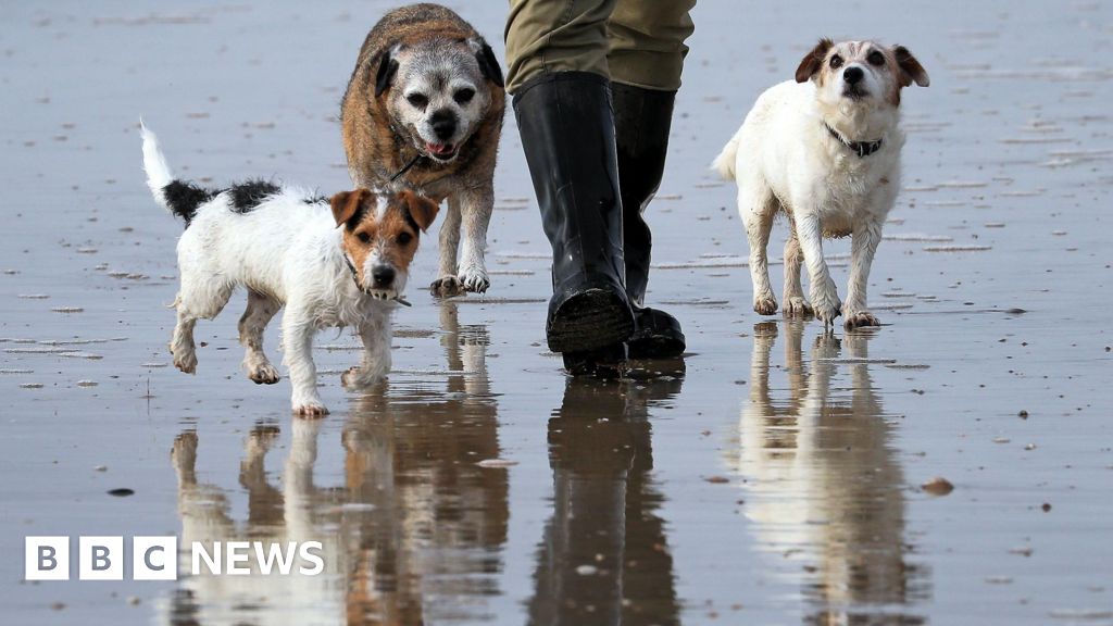 Guernsey charity calls for DNA testing of dog poo