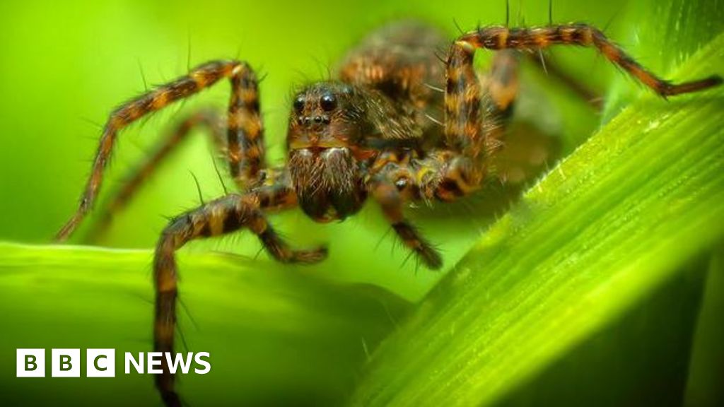 Expert Dr Tim Cockerill on the truth and myths of spider season