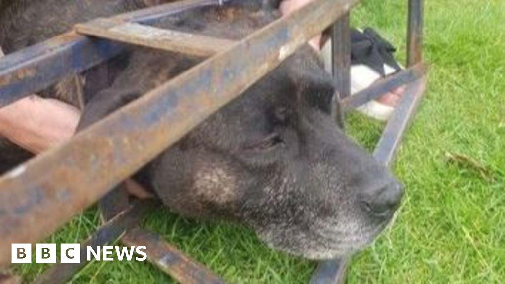 Havant: Trapped dog rescued from car ramp by firefighters - BBC News