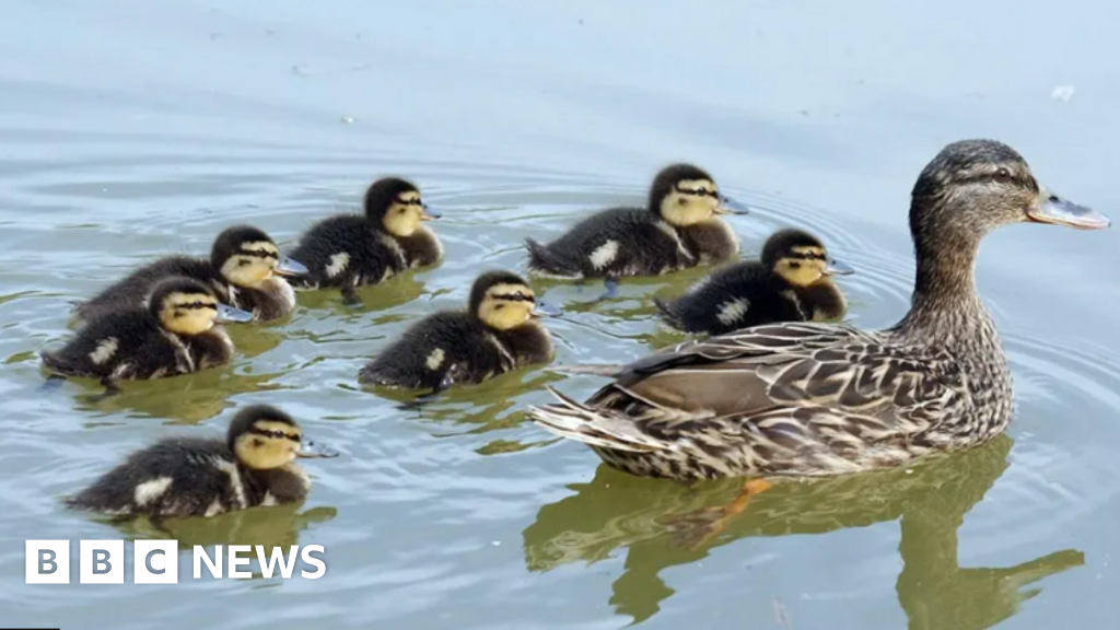 Merton Council apologises to woman, 82, fined for feeding ducks - BBC News