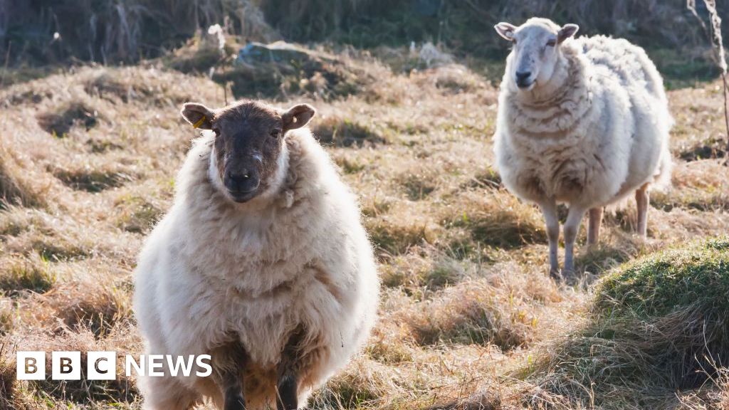 Sheep numbers in Wales declining due to consumption and cost