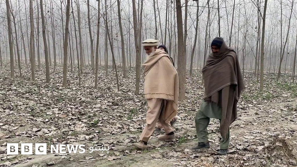 پښتونخوا کې د غنمو کموالی کرنيزې ځمکې يې شاړې دي Bbc News پښتو