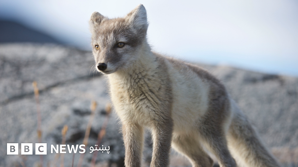 داسې ګیدړه چې له ناروې د کاناډا یوه ټاپو ته په پښو تللې - BBC News پښتو