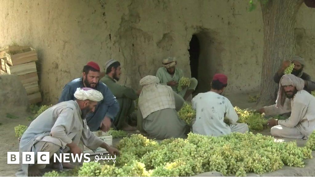 د کندهار انګور - BBC News پښتو