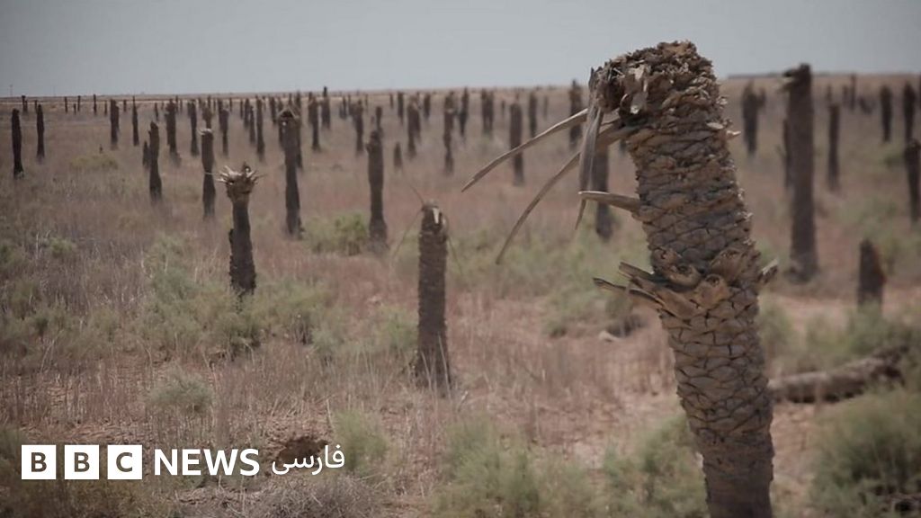 نبرد بر سر جزیره فاو؛ مهمترین بخش جنگ هشت ساله ایران و عراق - BBC News ...