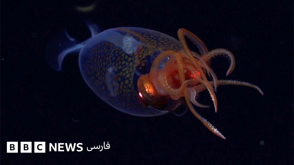 تصویربرداری از ماهی مرکب غول‌پیکر برای نخستین بار در اقیانوس - BBC News ...