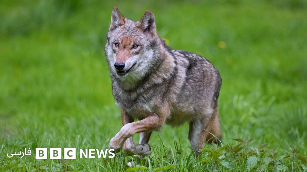 بازگشت جنجالبرانگیز گرگها به بلژیک پس از ۱۰۰ سال Bbc News فارسی