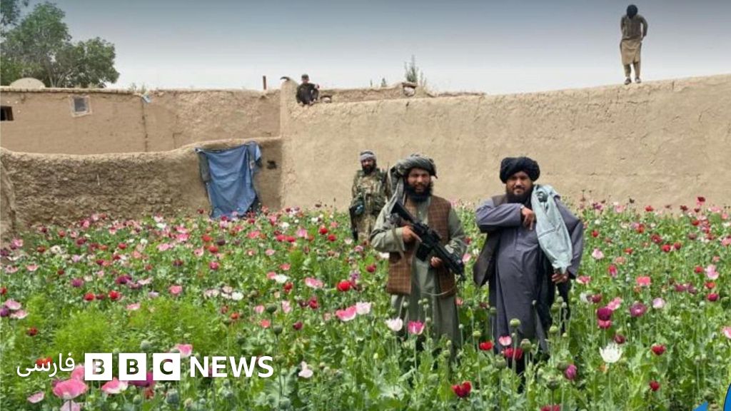 سرپیچی از ممنوعیت حکومت طالبان؛ امسال کشت خشخاش در ۲۸ ولایت افغانستان