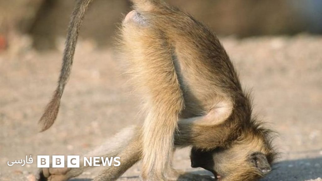 کدام حیوانات باد شکم دارند؟ Bbc News فارسی