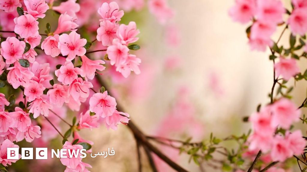 بهار در راه (٥) - BBC News فارسی