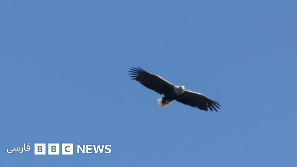 ماجرای استثنایی پرستاری عقاب‌ها از جوجه زخمی - BBC News فارسی