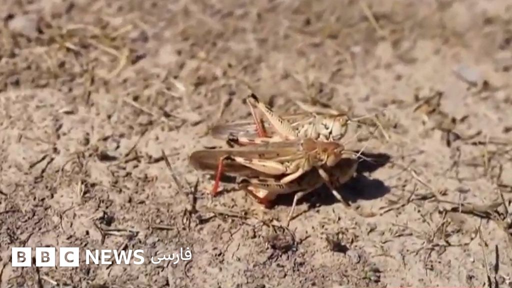 هجوم ملخ‌ مراکشی به شمال افغانستان - BBC News فارسی