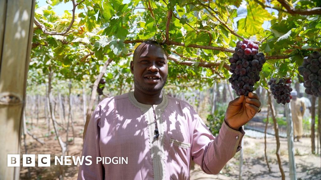 Grape farming in Nigeria: Abdullahi Dalhatu surprise Nigerians wit grape farm for Kaduna state ...