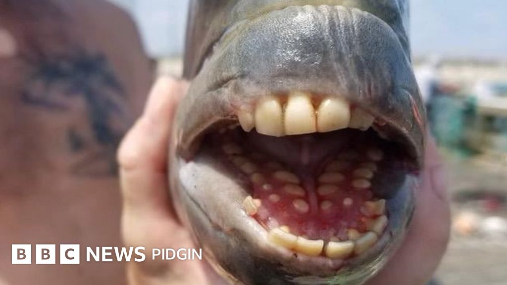 Fish with 'human' teeth dem catch for North Carolina US make pipo shock ...