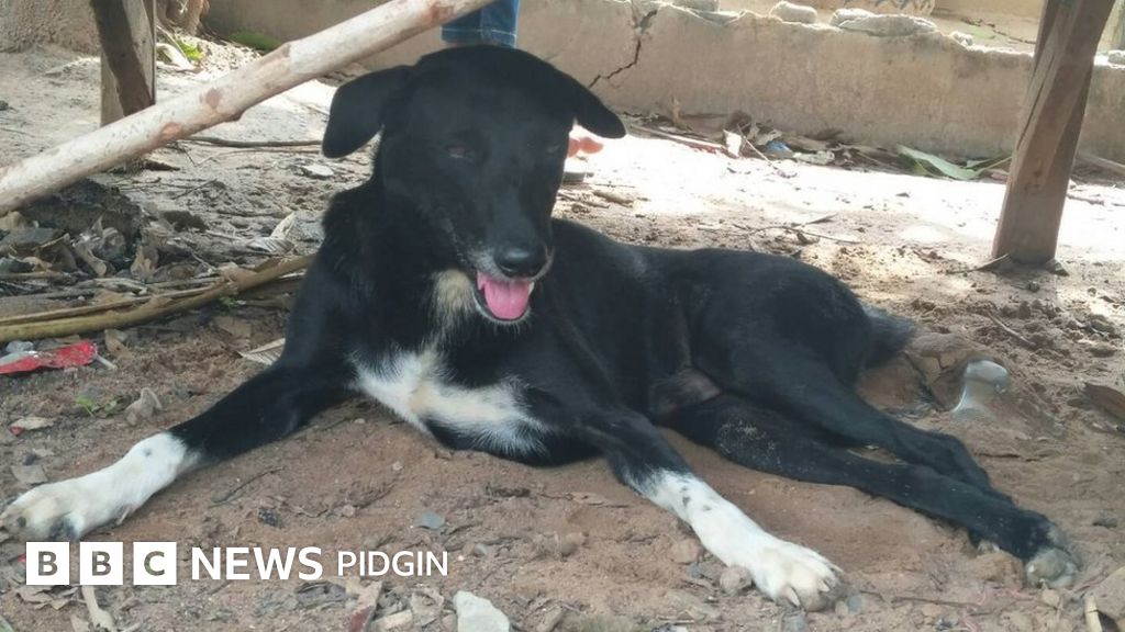 Dog rescue pikin wey dem bury alive for Thailand - BBC News Pidgin