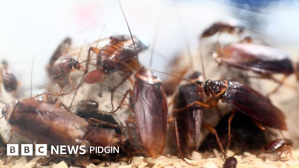 Why cockroach na big business for China - BBC News Pidgin