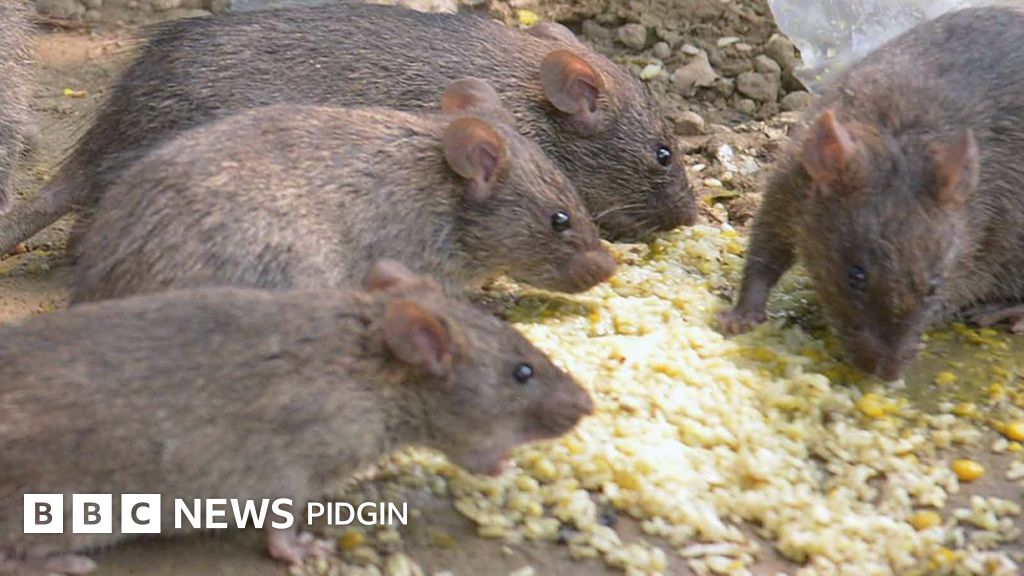Lassa Fever don kill nine people for Ondo - BBC News Pidgin