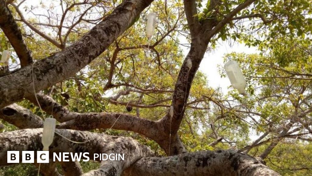 Why 700 years India tree dey collect special "drip" - BBC News Pidgin