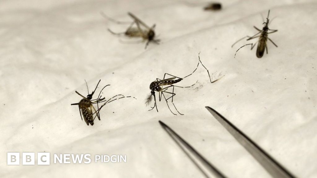10 things wey you suppose know about malaria - BBC News Pidgin