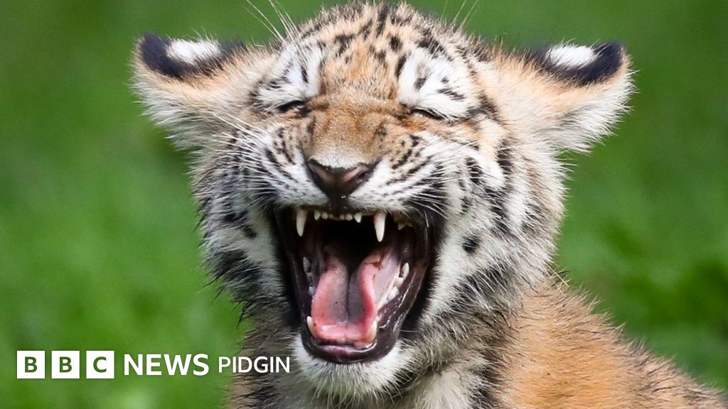 See as tiger bite dis zoo worker for Russia - BBC News Pidgin