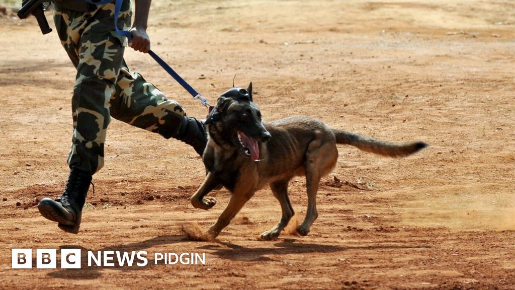 UK: Army Dog wey get special award as e help soldiers - BBC News Pidgin