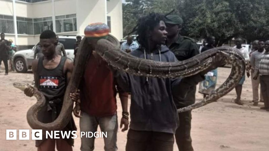 Python: Goment rescue Snake as pipo enta forest to worship am - BBC ...