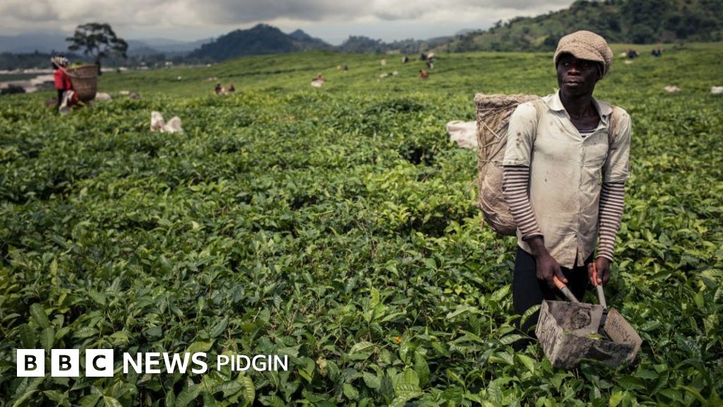 Rights group condemn kidnap, beating, cutlass wounds for CDC Tiko ...