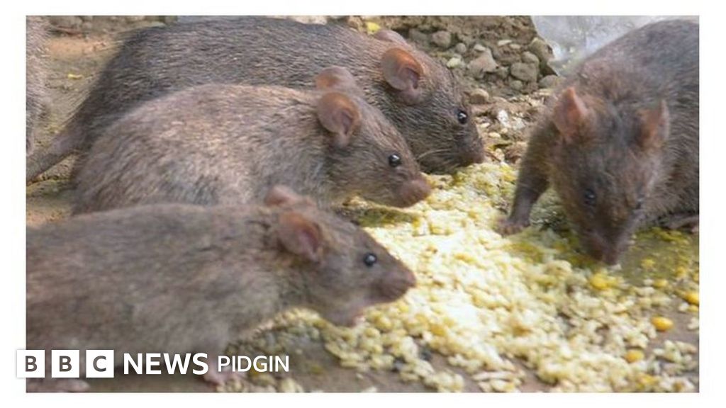 Lassa Fever: Edo and Ondo states dem get more cases for Nigeria - BBC ...