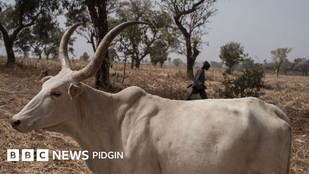 Fulani herdsmen: Why cows dey important -Prof Lakpini - BBC News Pidgin