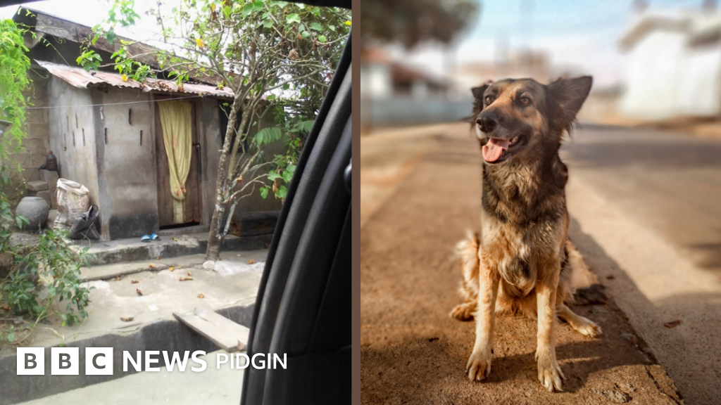 How dog eat owner private part for Calabar - BBC News Pidgin