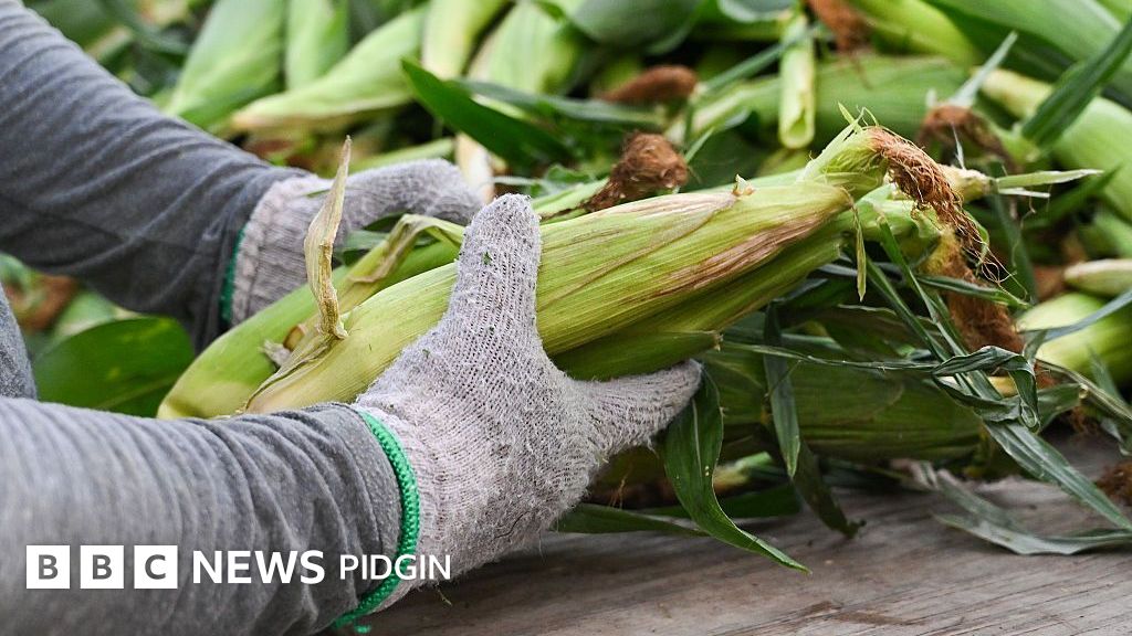 GMO: Wetin be GMO - foods for Nigeria wey dey di list - BBC News Pidgin