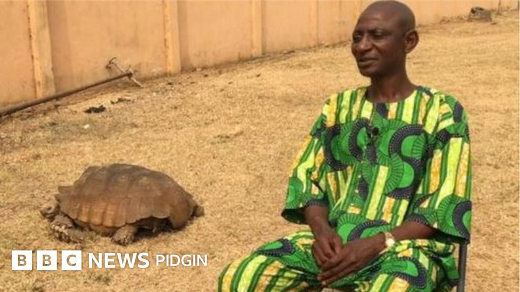 Alagba: Seven tins you suppose know about di '344 year old' tortoise ...