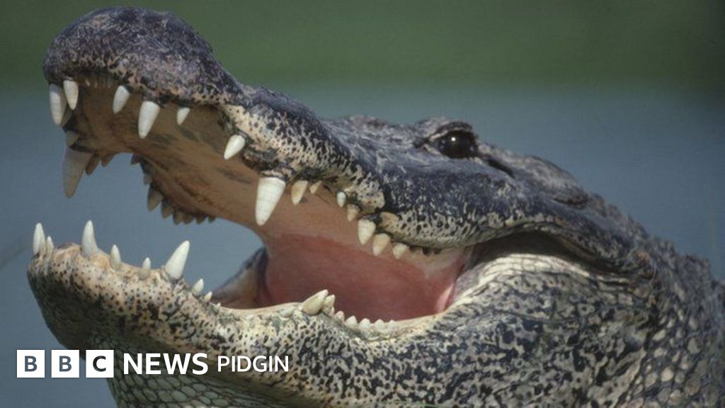 Florida Police kill 13ft alligator dem find woman body for im jaw - BBC ...