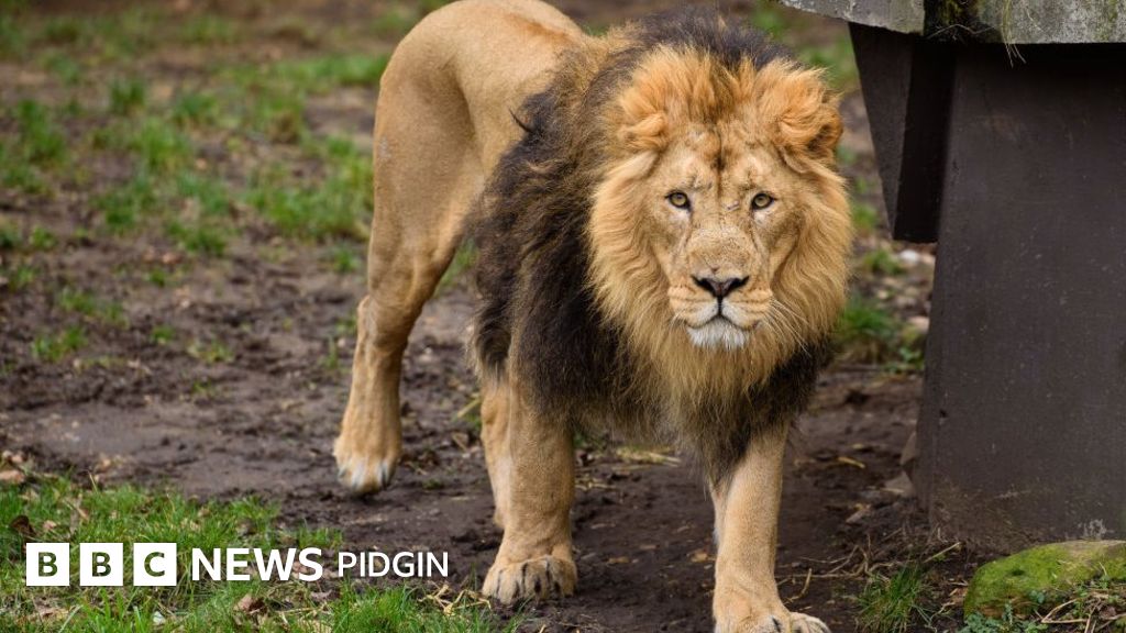Lion don kill one zookeeper for Nigeria - BBC News Pidgin