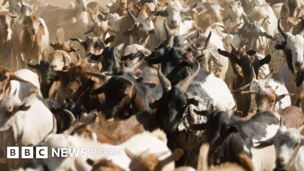 Dem 'detain' politician goats for Ethiopia - BBC News Pidgin