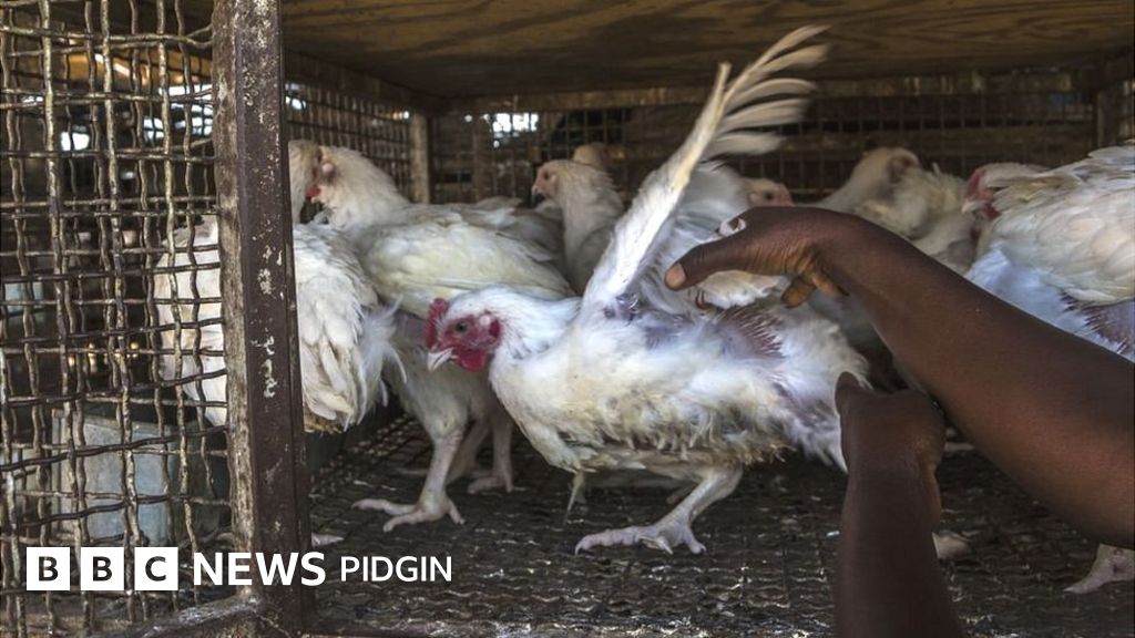Coronavirus - Virus: Broiler chicken get virus wey dey spread COVID-19 ...