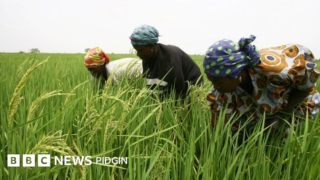 2,000 Nigerian rice farmers go enter borrower programme - BBC News Pidgin