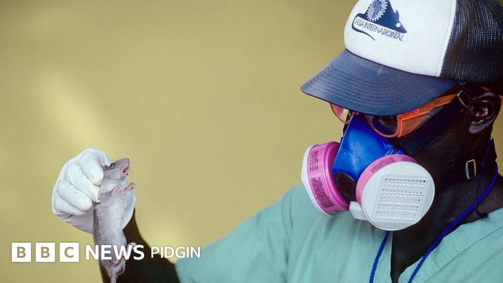 Lassa Fever: Number of death for Nigeria don rise to 103 and spread go ...