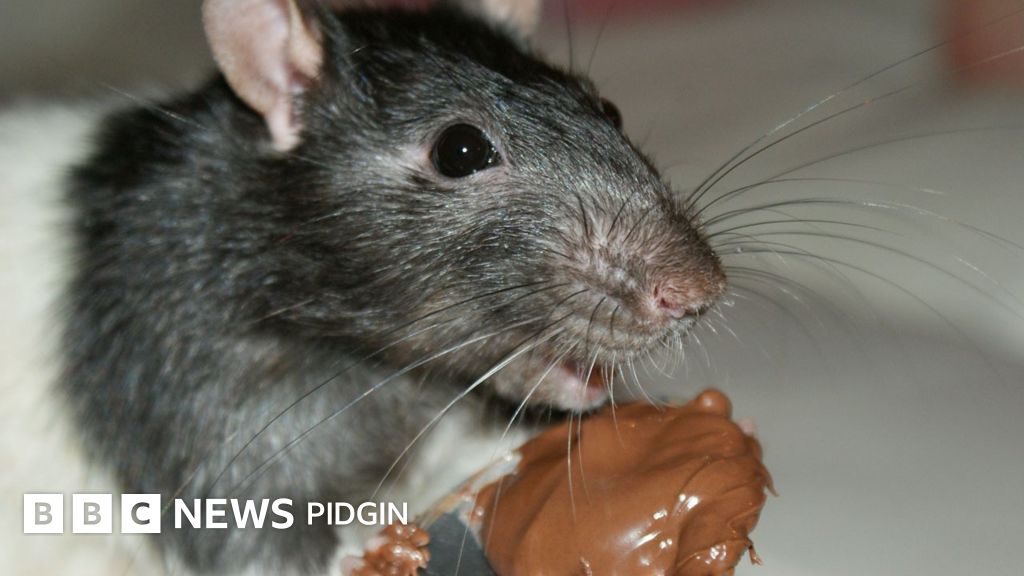 Rat wey die inside soup don land Chinese restaurant $190m loss - BBC ...