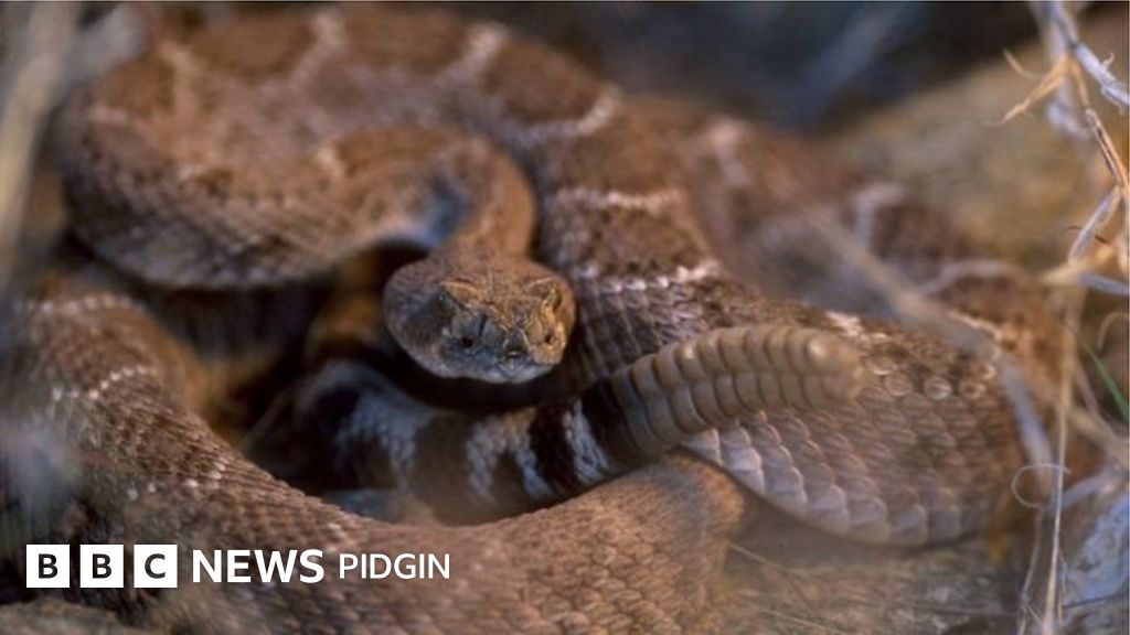 Snake head bite man wey cut am comot - BBC News Pidgin