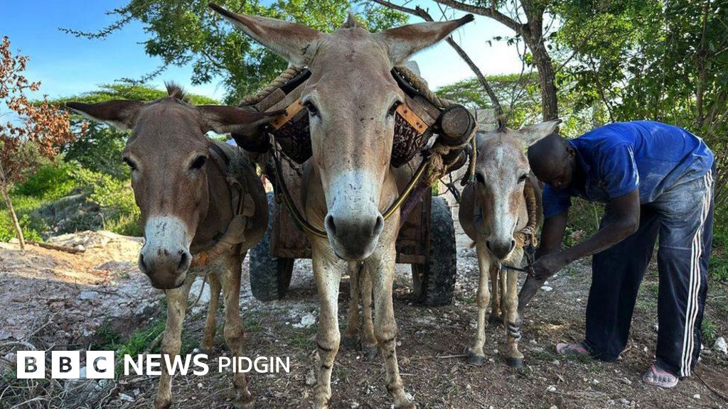 Pipo dey kill millions of donkeys each year to make medicine - BBC News ...