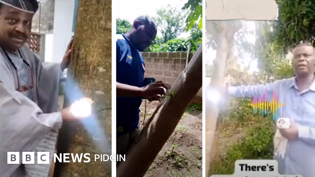 You fit use tree power bulb? Experts explain if e dey possible - BBC ...