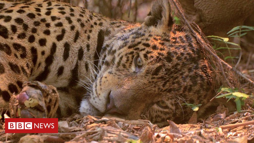 As Histórias Por Trás De 3 Fotos Dos Incêndios No Pantanal Que