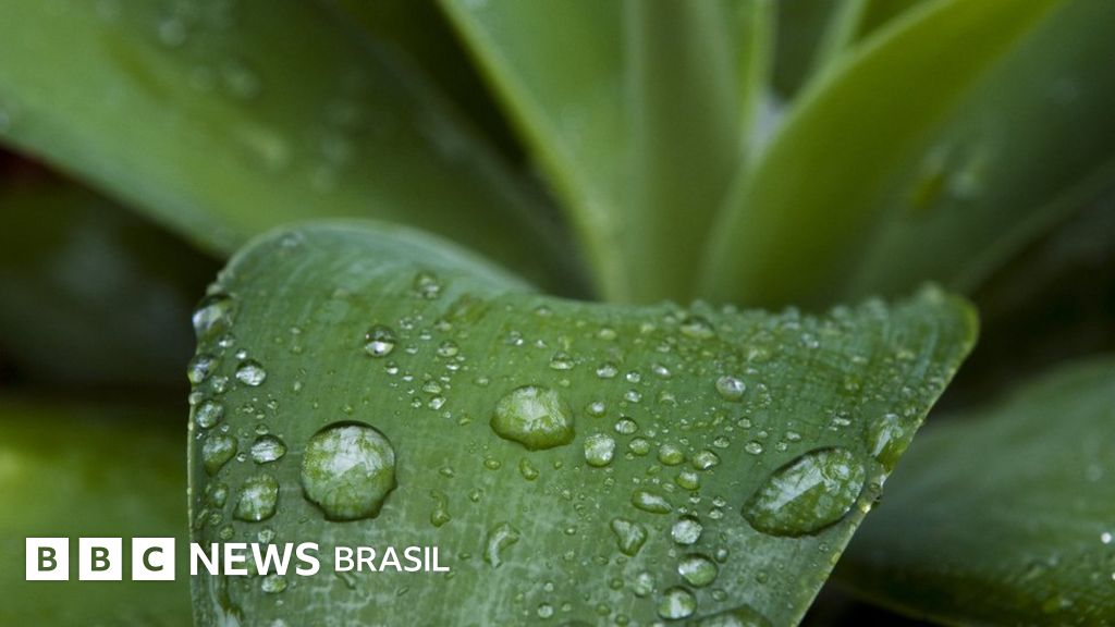Por que o ‘cheiro’ da chuva é tão bom? - BBC News Brasil