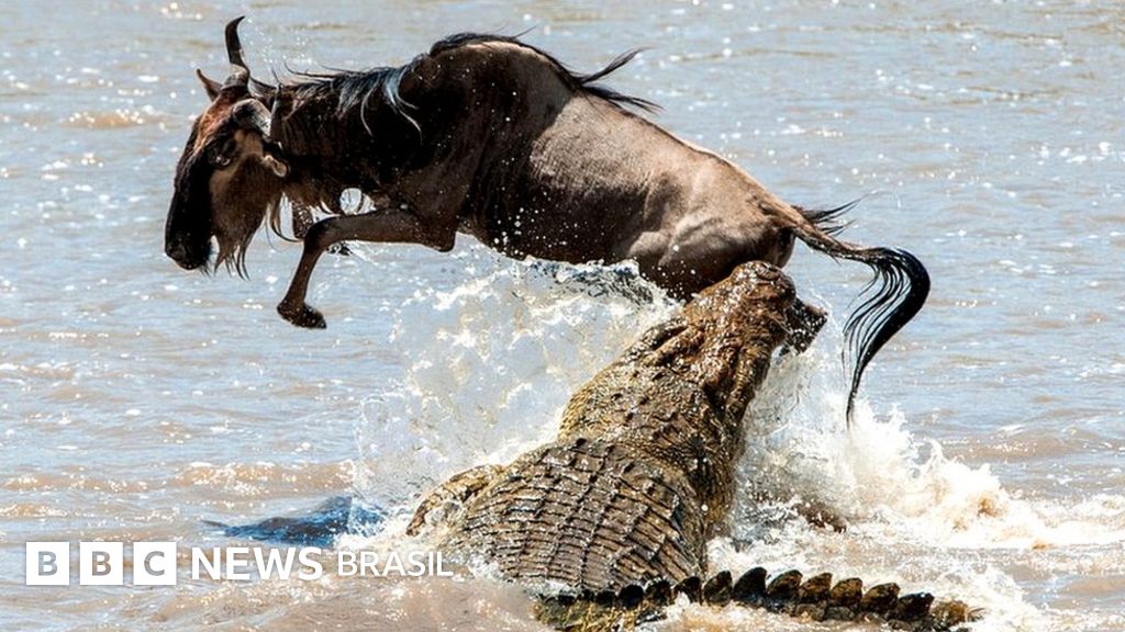 Por que a morte de milhares de antílopes é uma boa notícia para uma das ...