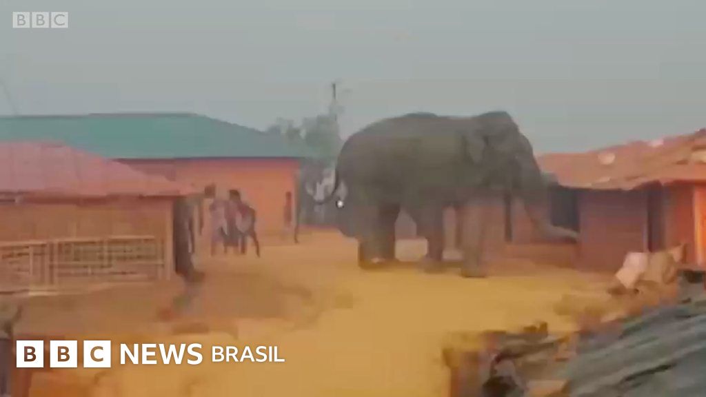 Ataques mortíferos de elefantes assustam campo de refugiados mais ...